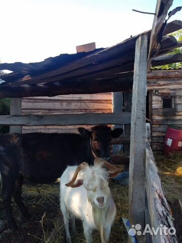 Телка,свиноматка,козёл