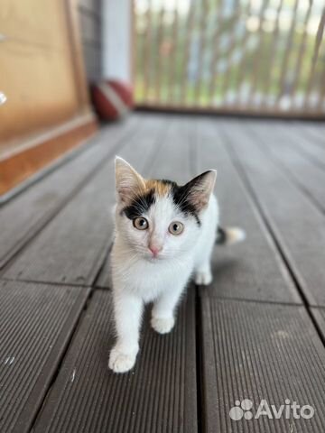 Котята в добрые руки 2 месяца