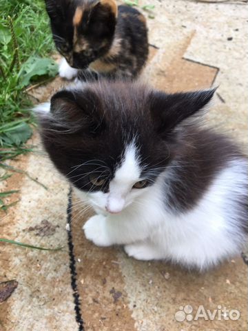 Мальчик, 1,5 месяца пушистый