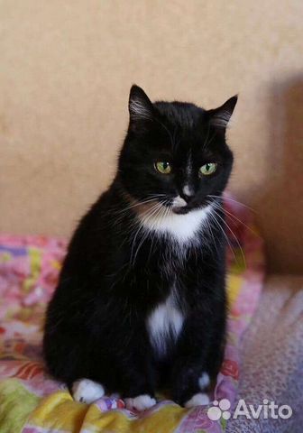 Кошечка Бася ищет дом