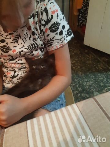 Котенок ищет дом