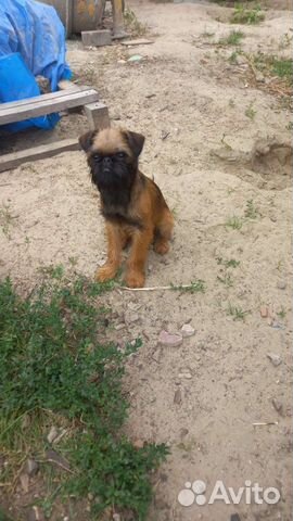 Брюссельский гриффон