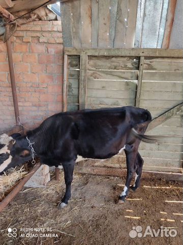 Корова дойная с теленком