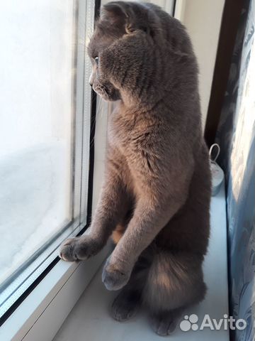 Шотландский кот в добрые руки