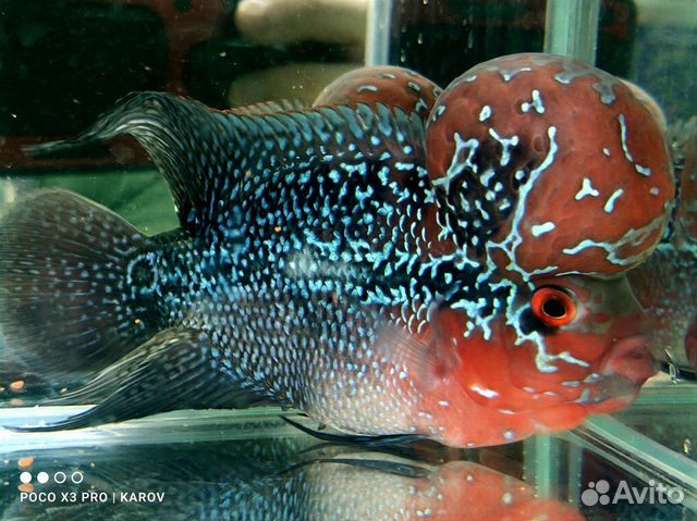 Флауэр хорны