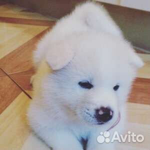 Щенки Акита-ину