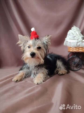 Йоркширский терьер