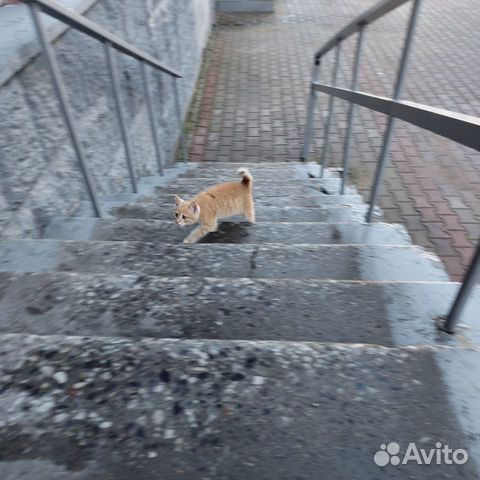 Котята рыжие бесплатно