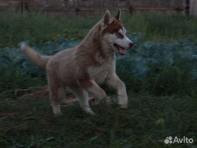 Шоколадный щенок Сибирский Хаски