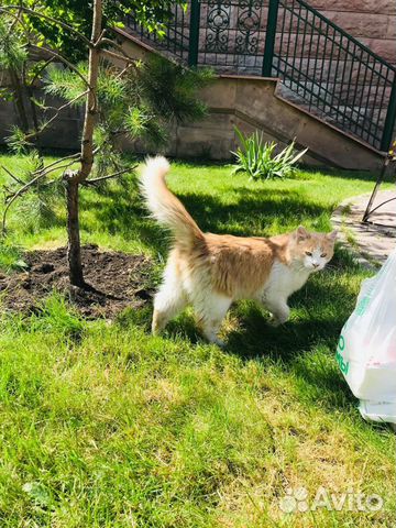 Котик