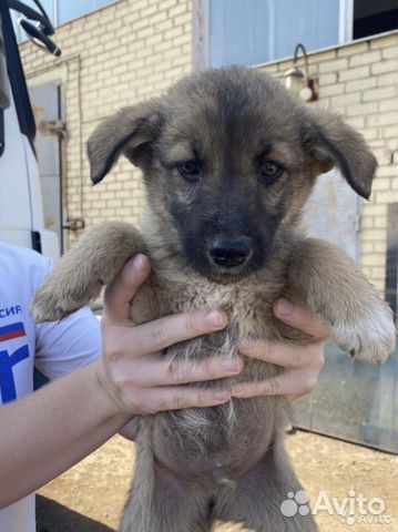 Отдам бесплатно щенки