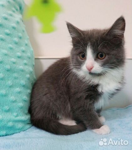 Котенок девочка Плюша., 2,5 месяца