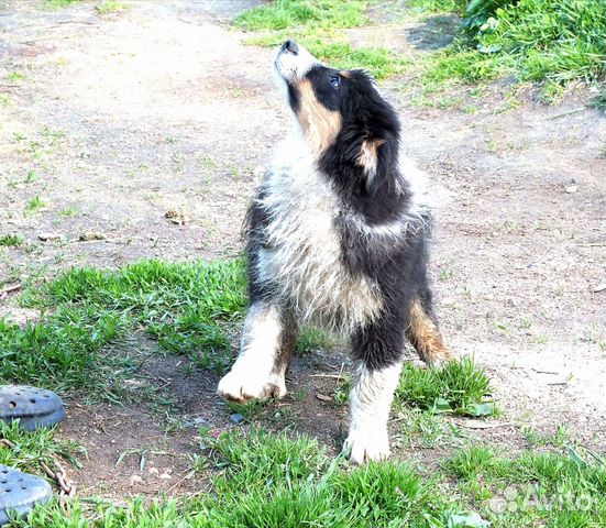 Аусси, австралийска овчарка