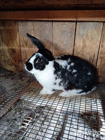 Кролики на развод и на мясо