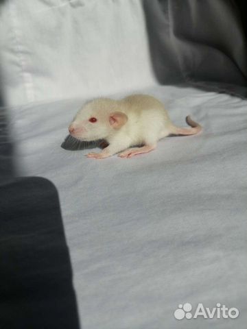 Крысенок дамбо (крыса