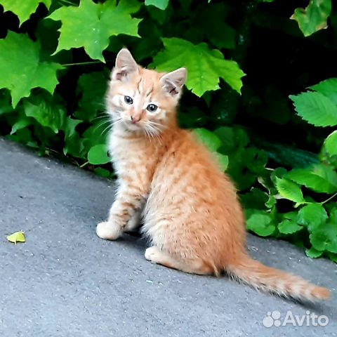 Котенок Солнышко ищет дом
