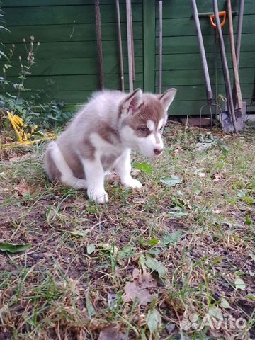 Сибирский хаски