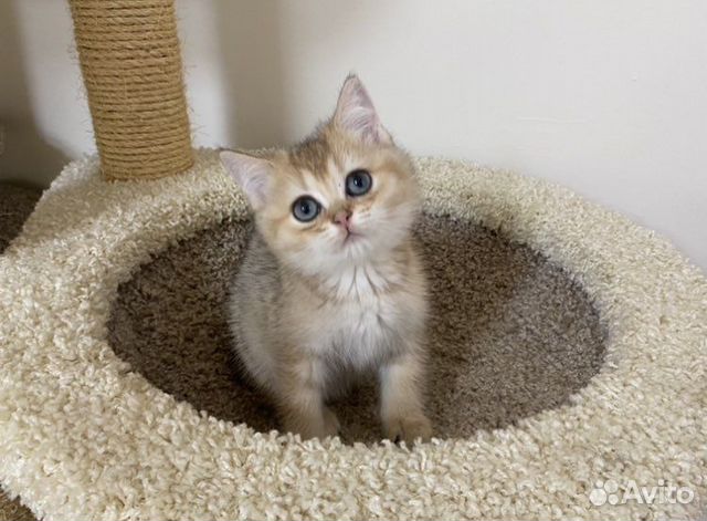 Британские золотые комочки