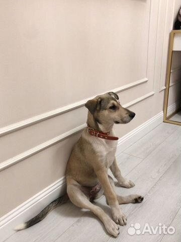 Красивый щенок