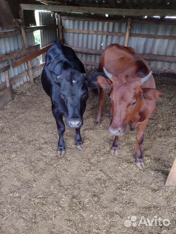 Тёлки откормленные