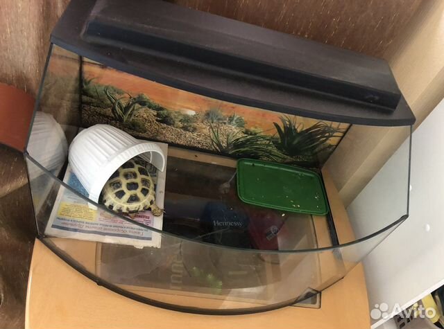 Сухопутная черепашка и террариум