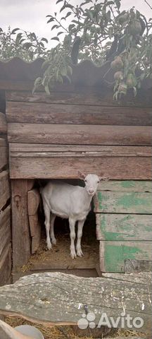 Две коз очки и козлик кастриров