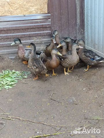 Утки подсадные для охоты