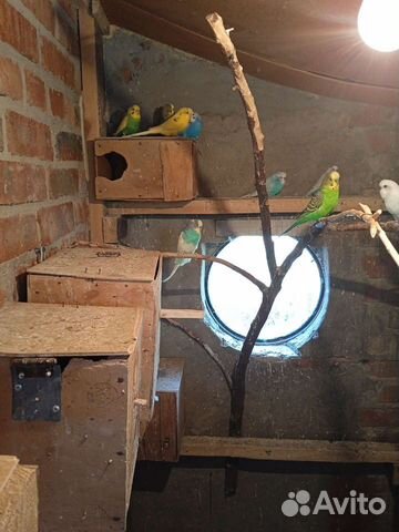 Продам попугаев есть семьи с детьми