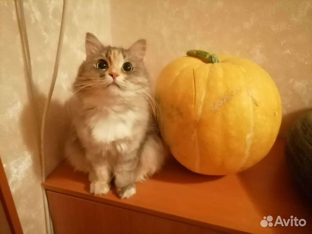 Бобтейл кошка