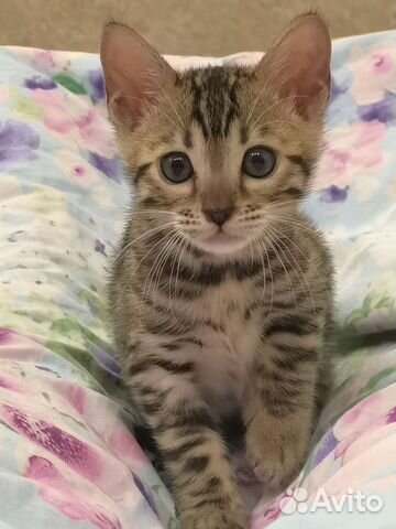 Бенгальская малышка