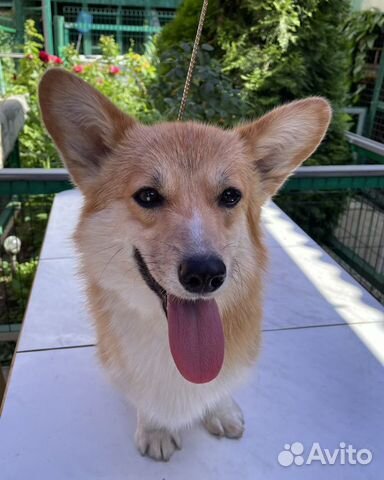 Вельш корги пемброк подрощенная сука