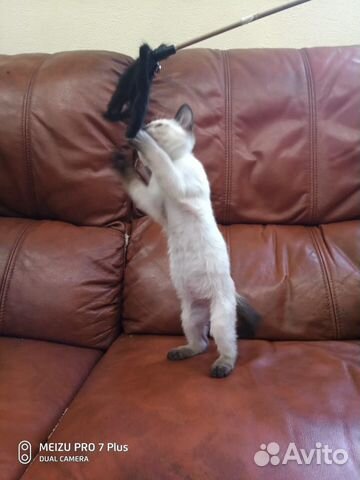 Мекоша девочка