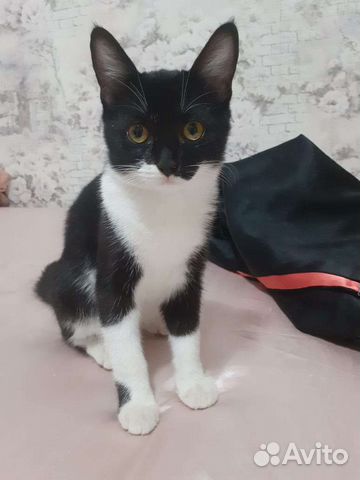 Котята в поисках дома