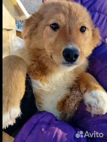 Маленькая собака щенок в добрые руки