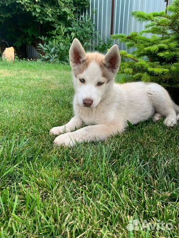 Щенки сибирской хаски