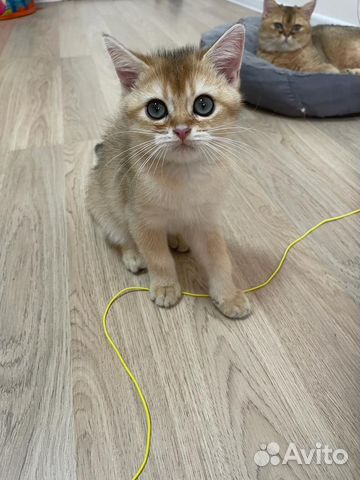 Золотой тикированный котик