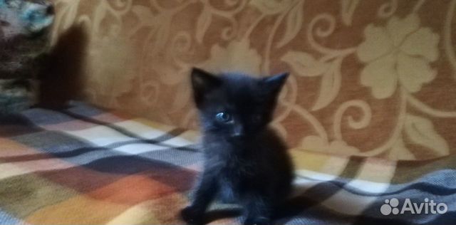 Котята в добрые руки мальчики