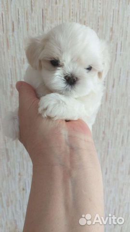 Болонки