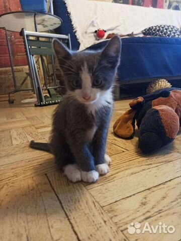 Голубой ласковый котенок