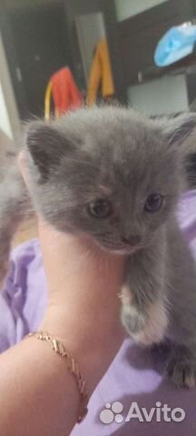 Британские пушистые котята