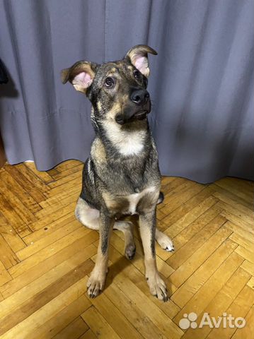 Собака в добрые руки