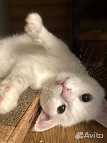 Кошечка в добрые руки