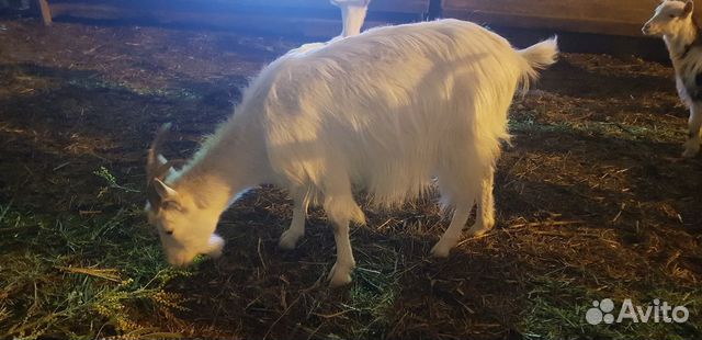 Коза дойная