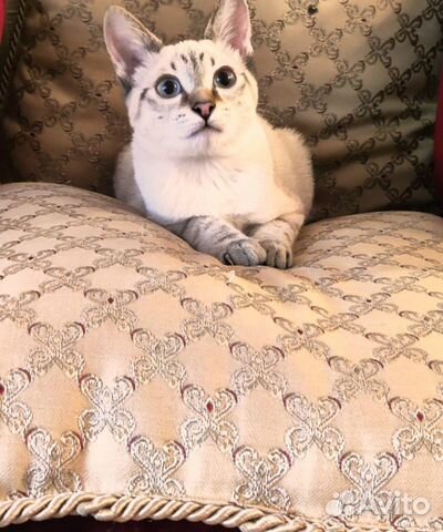 Меконгский бобтейл, котёнок