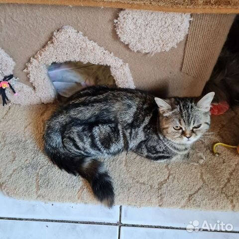 Кошки породистые бесплатно