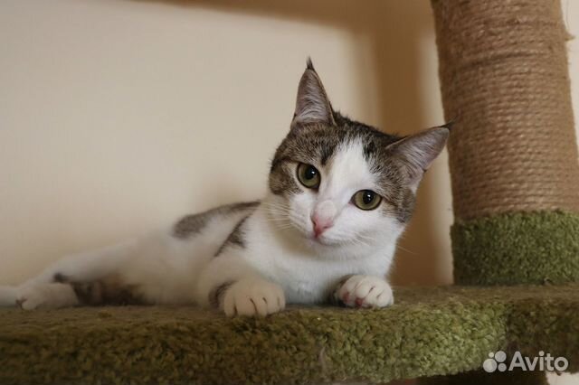 Кошка Ника ищет дом