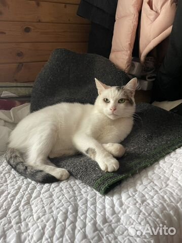 Кроль Лео с неправильно сросшимся переломом лапки