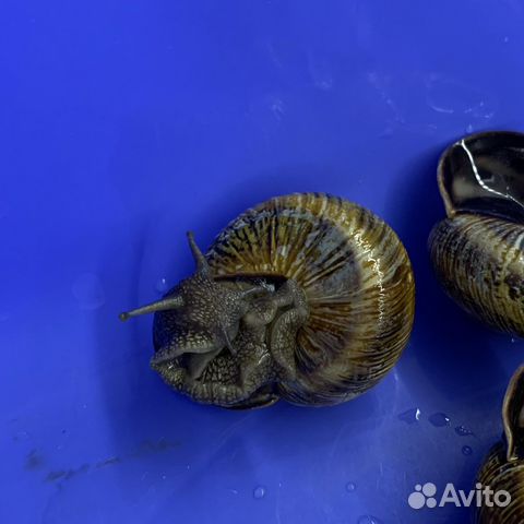 Улитка виноградная