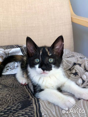 Котенок черепашковый окрас