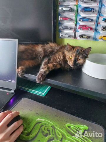 Пушистая черепаховая кошка